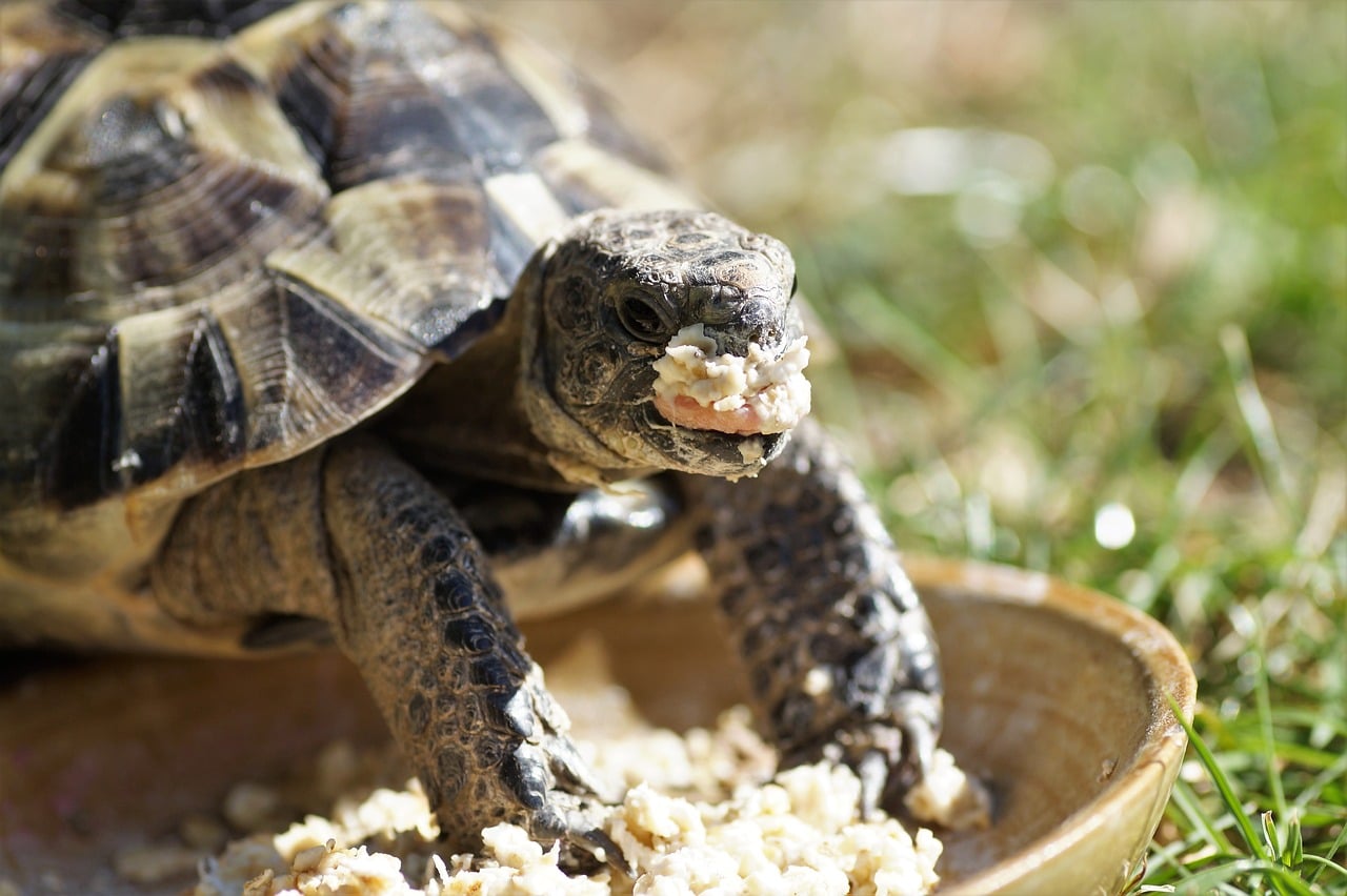 ¿Qué puede comer mi tortuga terrestre? - Cuidados para tu mascota