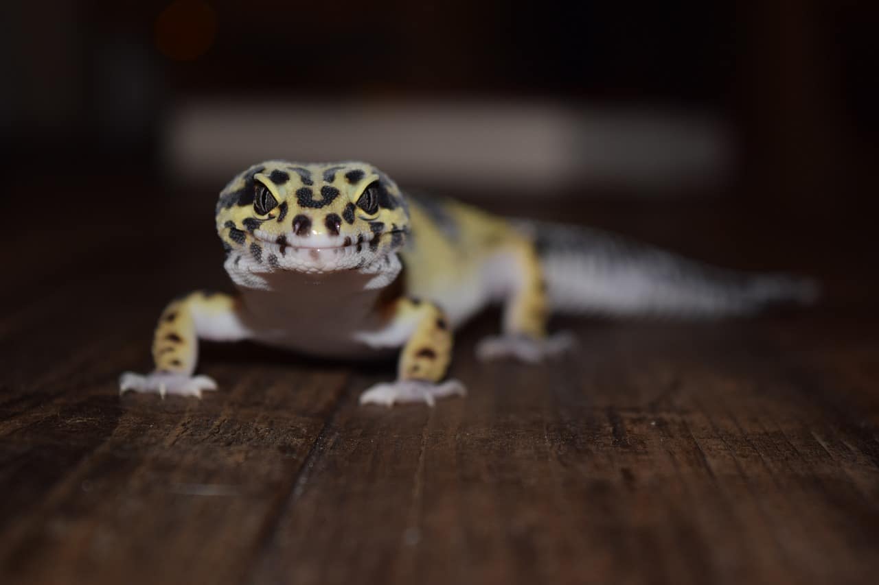 Cómo cuidar de un gecko leopardo: Guía completa - Cuidados para tu mascota