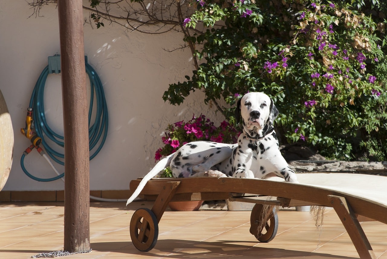 Entendiendo las señales de estrés en perros - Cuidados para tu mascota
