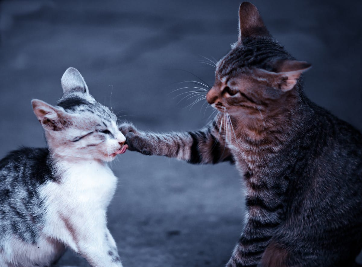 Cómo introducir un nuevo gato en tu hogar: Guía para propietarios ...