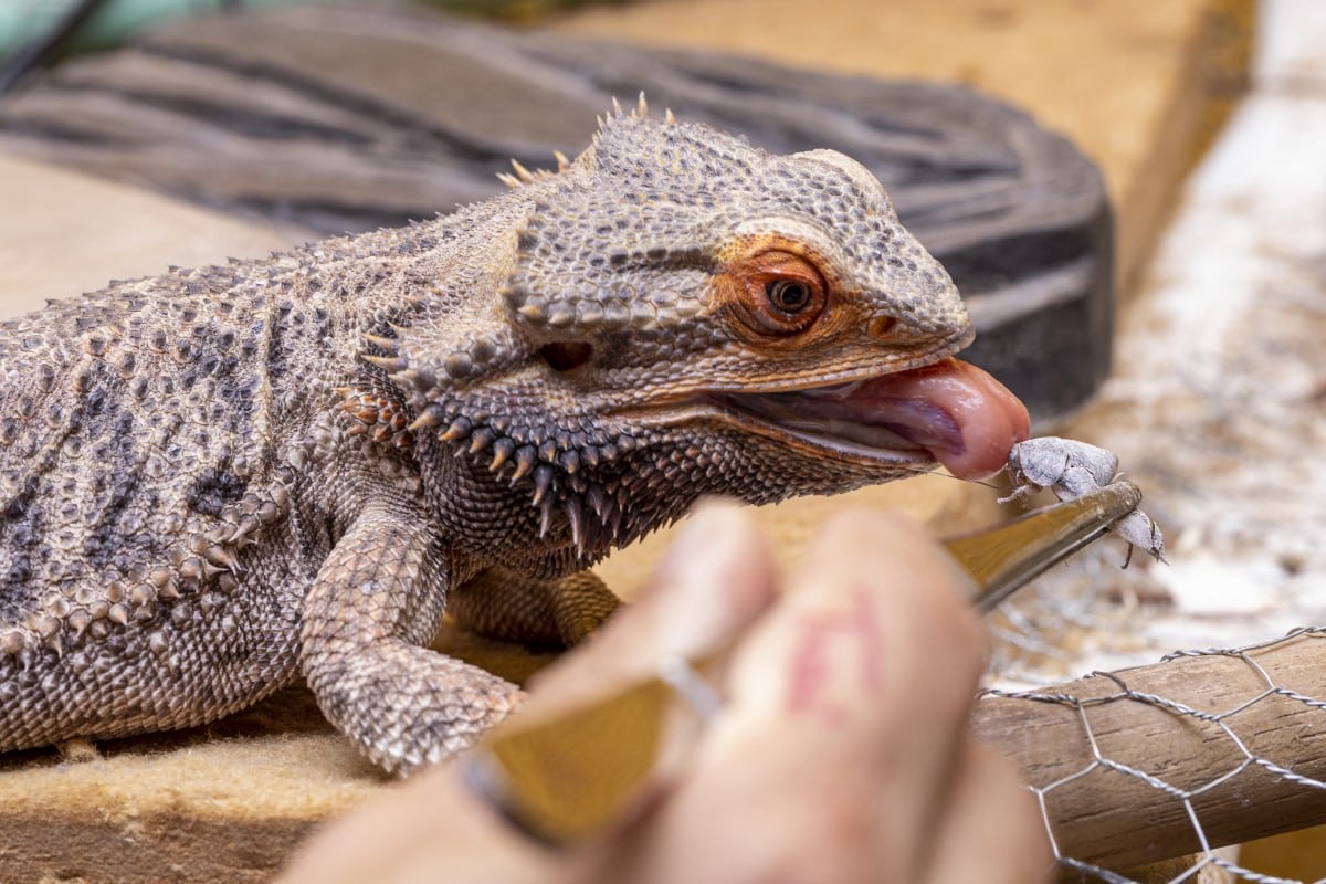 Nutrición Óptima para Dragones Barbudos: Guía de Alimentación ...