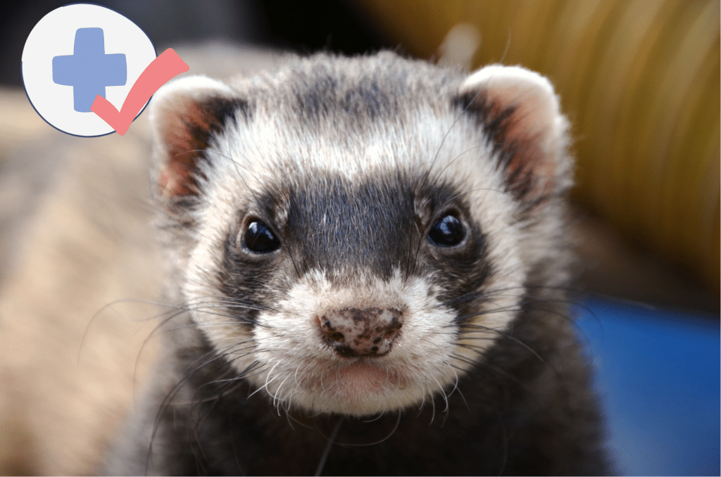 Salud del Hurón: Identificación y Tratamiento de Enfermedades Comunes ...