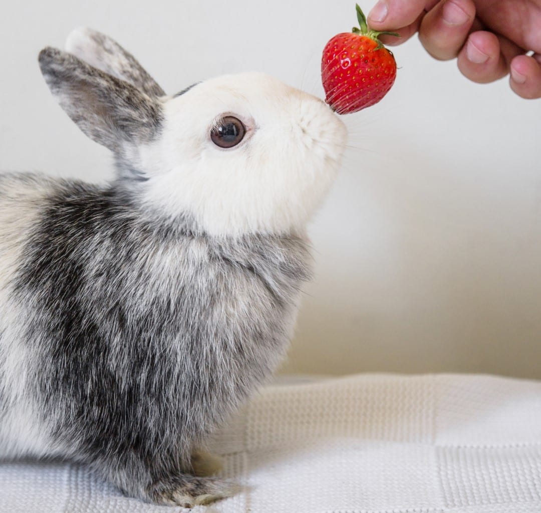Dientes Fuertes, Conejo Feliz: Tu Guía para la Salud Dental del Conejo ...